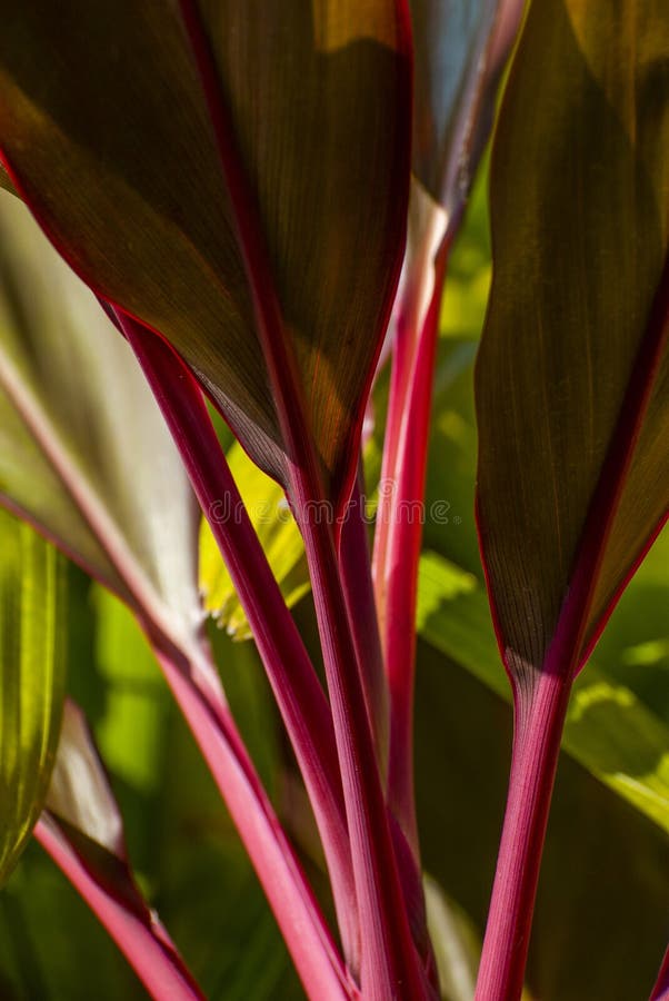 Botanic in Bali stock image. Image of color, shiny, plant - 379589589