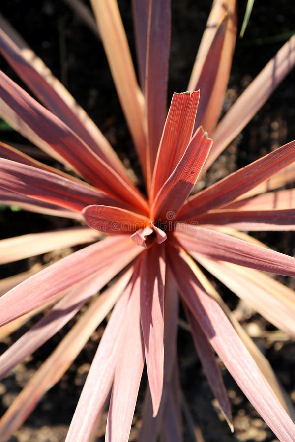 Cordyline Plant stock image. Image of details, beautiful - 38389035