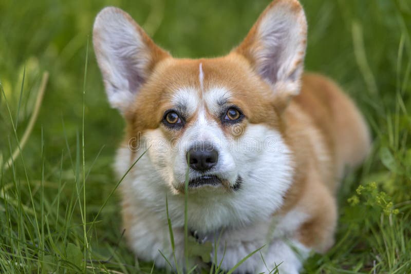 Red Corgi among Green Grass Stock Image - Image of breed, outdoors ...