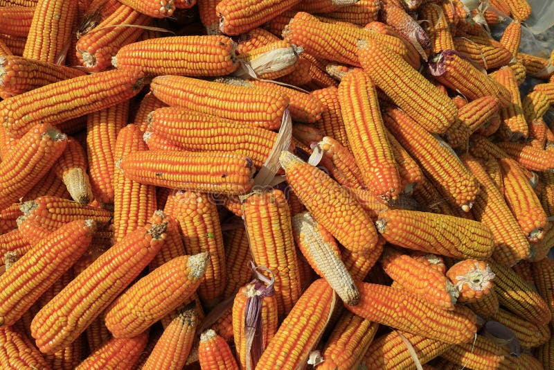 Red corn stock photo. Image of feed, nourishment, ecology - 77543802