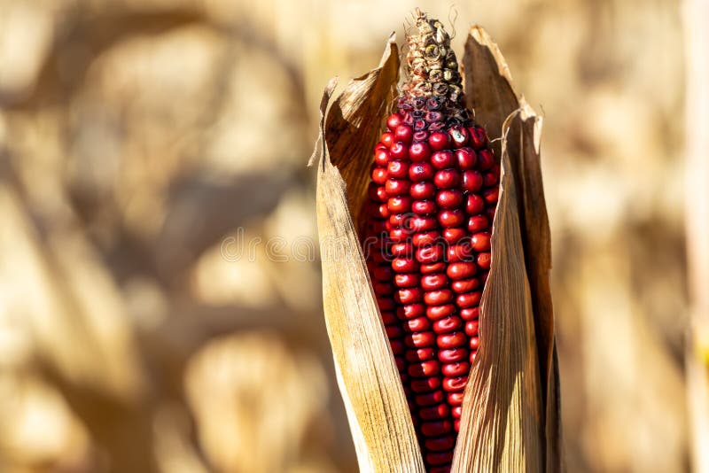 Red Corn Cob on the Background of the Field Stock Image - Image of ...