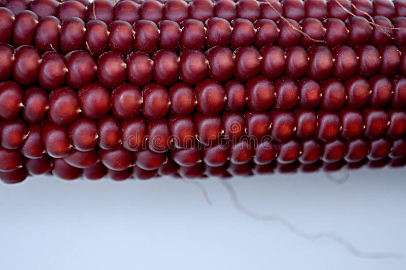 Red corn cob stock image. Image of healthy, corn, white - 79385357