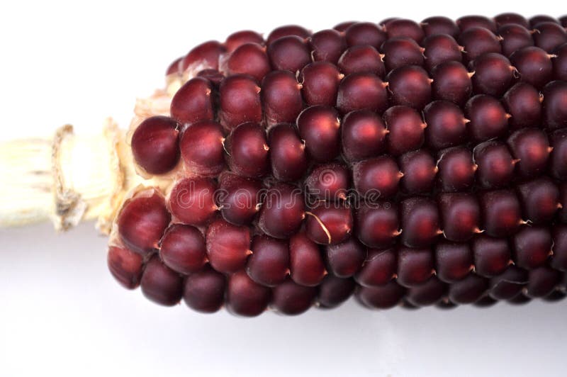 Red corn cob stock photo. Image of harvest, corn, white - 79385812