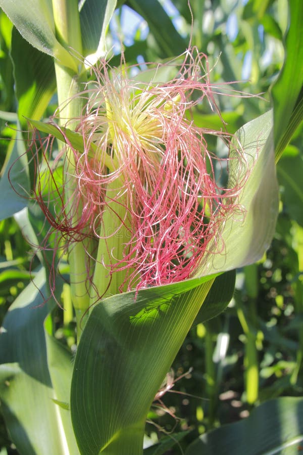 Red Corn Cob Silk stock image. Image of food, reddish - 74518327