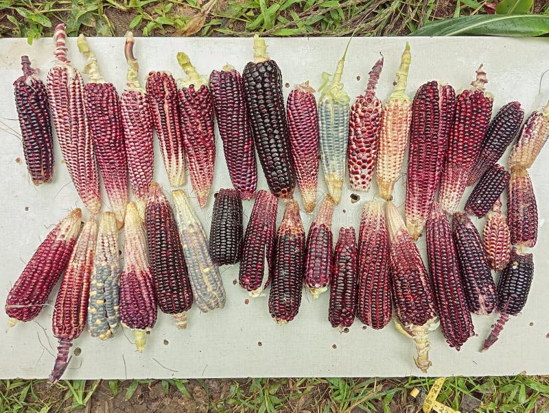 Red Corn Cobs on a White Cloth on the Ground Stock Image - Image of ...