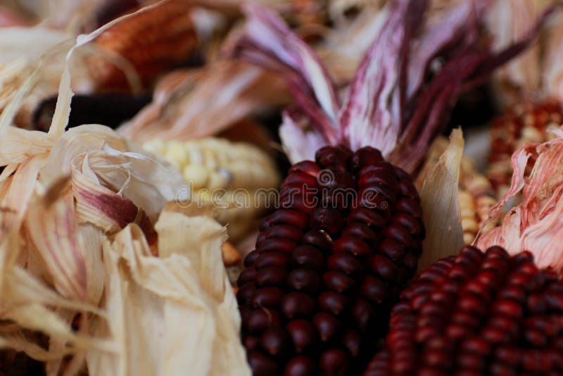 Red Corn Collection with Very Dark Seeds Stock Image - Image of healthy ...