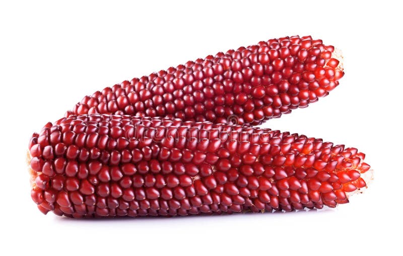 RED CORN COB stock photo. Image of vegetable, husk, masa - 21246490