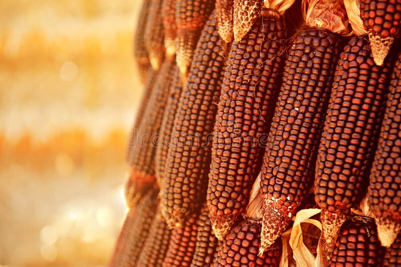 Red corn stock image. Image of harvest, plant, november - 63741827