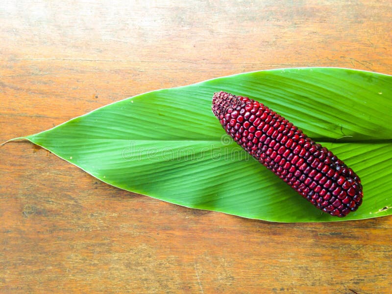 A red corn stock photo. Image of leaf, food, corn, purple - 44547864