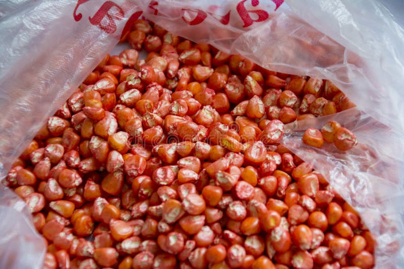Red corn grain stock photo. Image of maize, indoor, details - 83471218