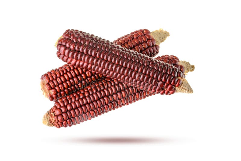 Red Corn Isolated on a White Background.Cobs of Ruby Queen or Red Sweet ...