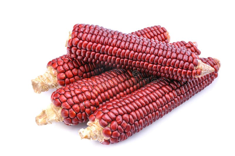 Red Corn Isolated on a White Background.Cobs of Ruby Queen or Red Sweet ...