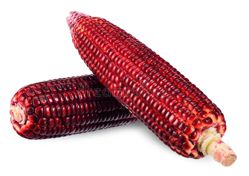 Red Corn Isolated on White Clipping Path Stock Image - Image of organic ...