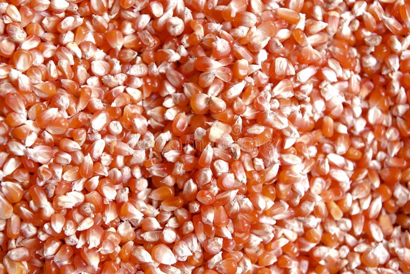 Red Corn Kernels stock photo. Image of textures, garden - 12558008