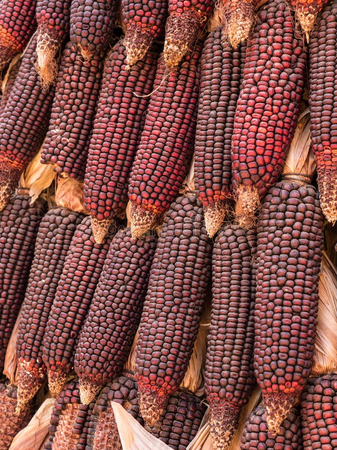 Red corn stock photo. Image of natural, plant, seed, garden - 64357868