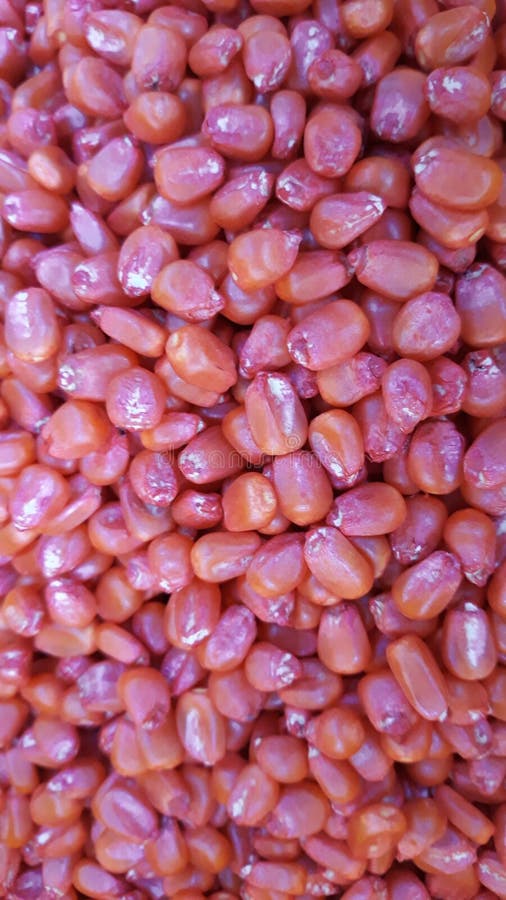 Red corn stock image. Image of group, field, corn, growing - 114358609