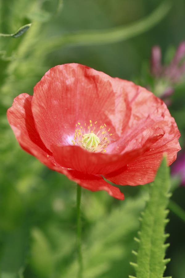 Red corn poppy stock image. Image of petal, papaver, tranquil - 25697667