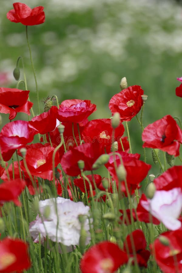 Red corn poppy stock photo. Image of petal, meadow, tranquil - 25697738
