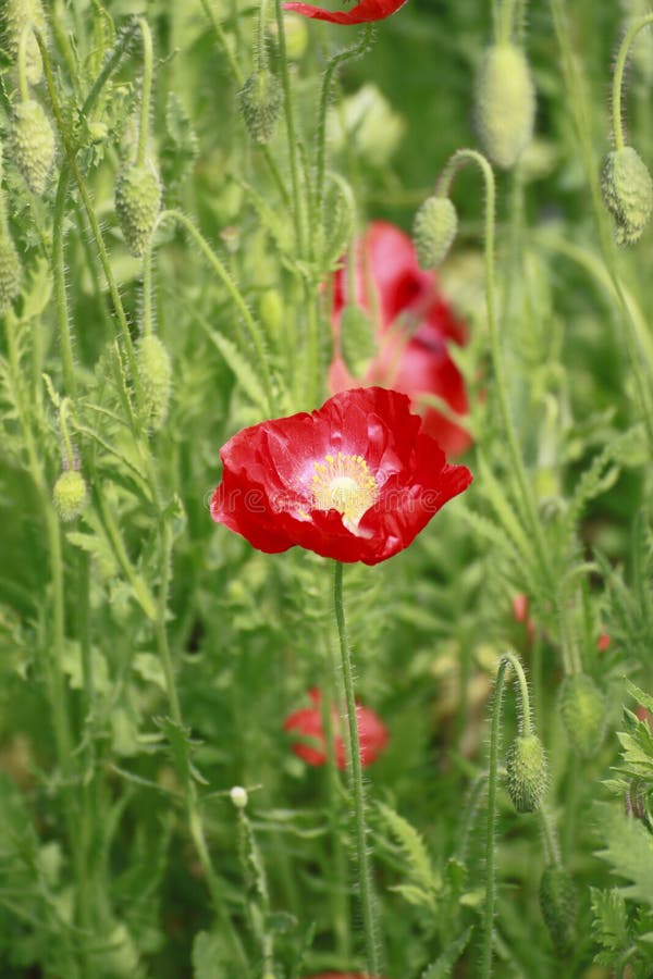 Red corn poppy stock image. Image of fresh, rhoeas, field - 25697745
