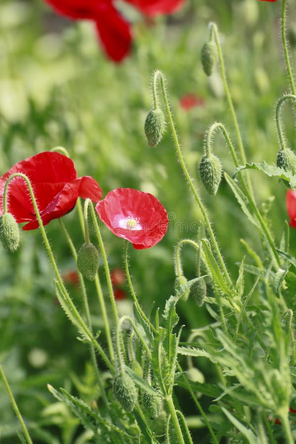 Red corn poppy stock image. Image of nature, rhoeas, summer - 25697749