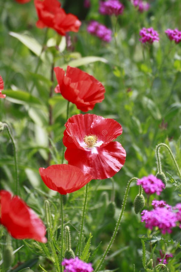 Red corn poppy stock photo. Image of botanical, nature - 25697772