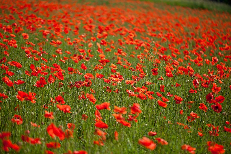 Red Corn Poppy Flowers stock image. Image of poppies - 19981645