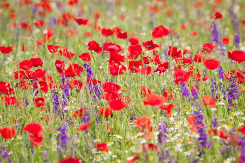 Wild anemones field stock photo. Image of wild, anemone - 596614