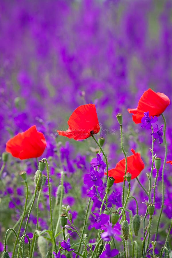 Poppies and wild flowers stock image. Image of flora - 72477805