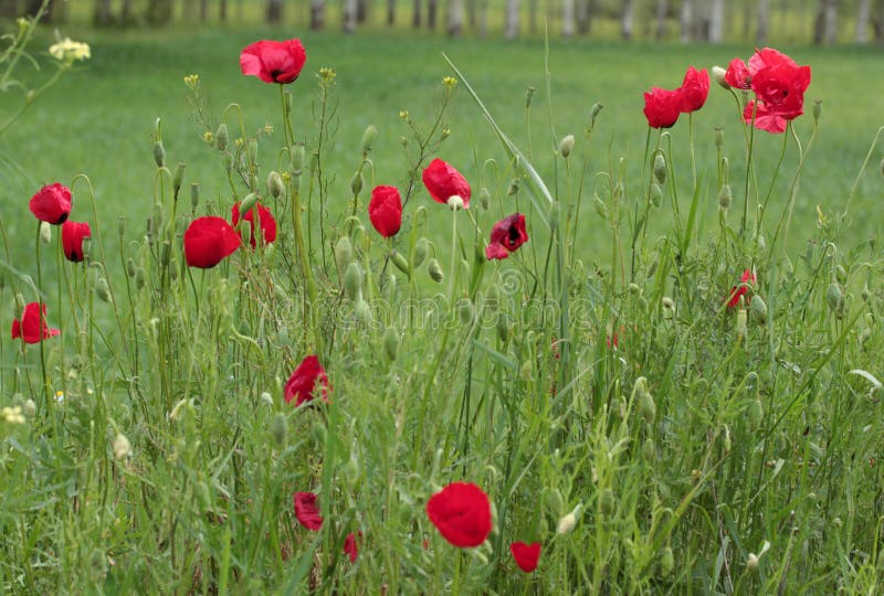 Corn Poppy stock image. Image of flowerbed, botany, landscape - 188394645
