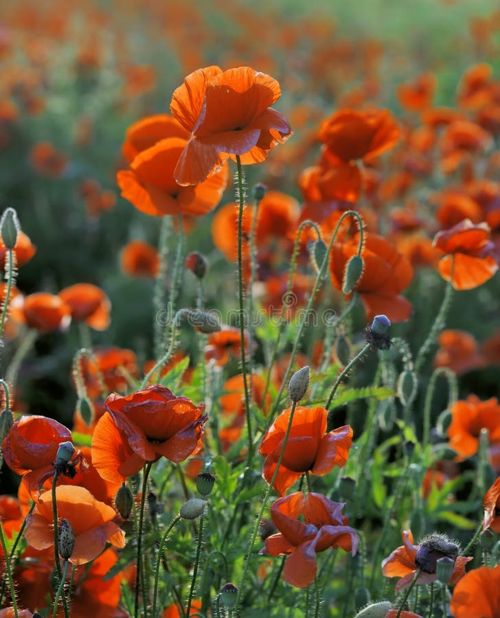 Red Corn Poppy Flowers in Summer Stock Image - Image of botany, flora ...