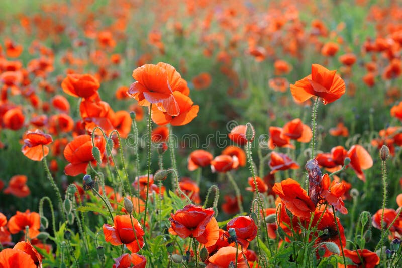 Red Corn Poppy Flowers in Summer Stock Image - Image of cloud, nature ...