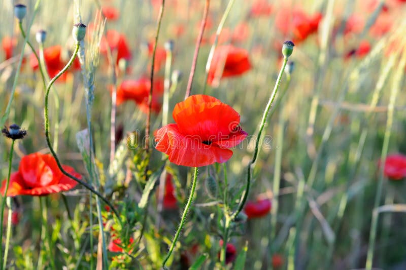 Red Corn Poppy Flowers in Summer Stock Photo - Image of blooming, grow ...