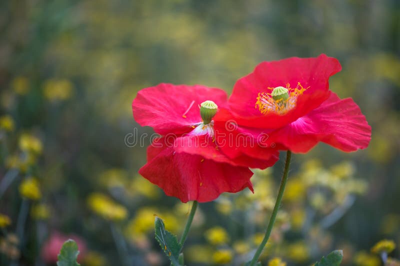 Red Corn Poppy flowers stock image. Image of delicate - 53668941