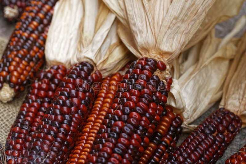 Red corn stock image. Image of colored, food, reaping - 100916885