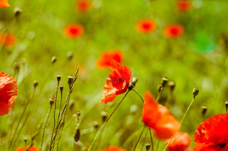 Corn rose stock photo. Image of floral, mothers, invitation - 40976274