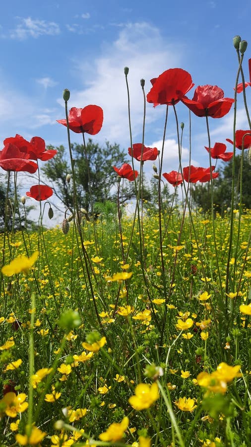 Corn roses stock photo. Image of gardening, field, flower - 67971778