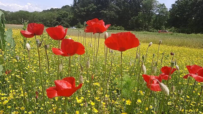 Red corn roses stock footage. Video of flower, budding - 281228952