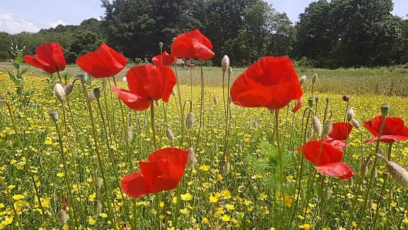 Red corn roses stock video. Video of common, flower - 281232899