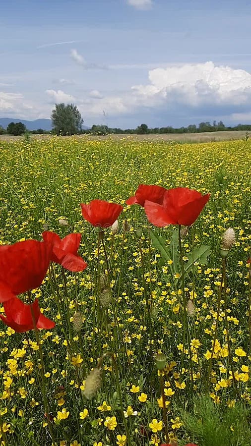 Red corn roses stock video. Video of budding, inflorescence - 281101065