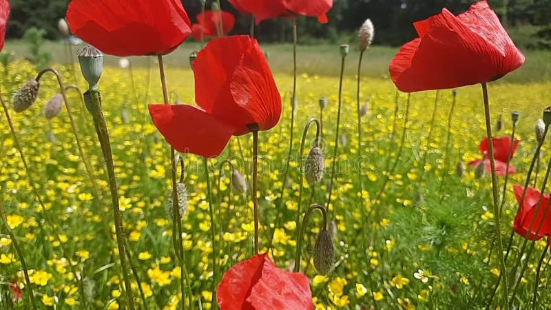 Red corn roses stock video. Video of color, common, papaver - 281500097