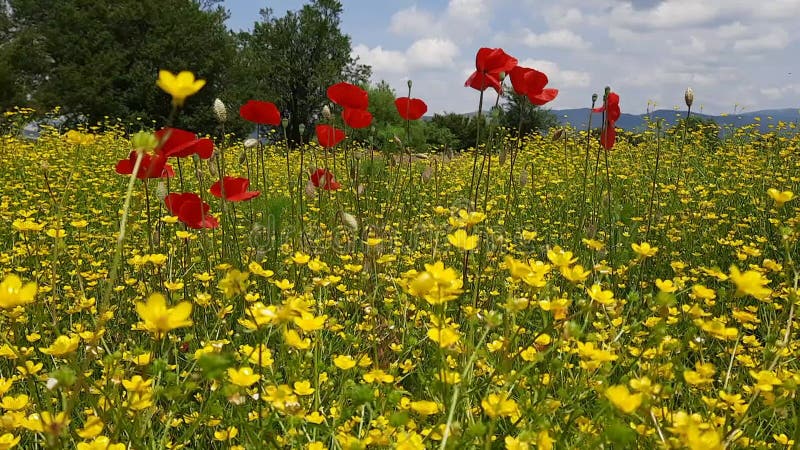 Red corn roses stock video. Video of blossom, florist - 281080135