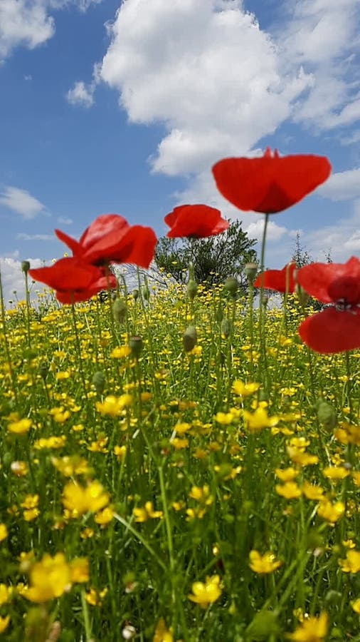 Red corn roses stock video. Video of budding, inflorescence - 281101065