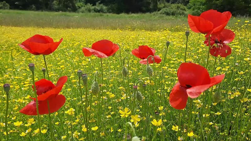Red corn roses stock video. Video of poppies, cultivated - 281109863