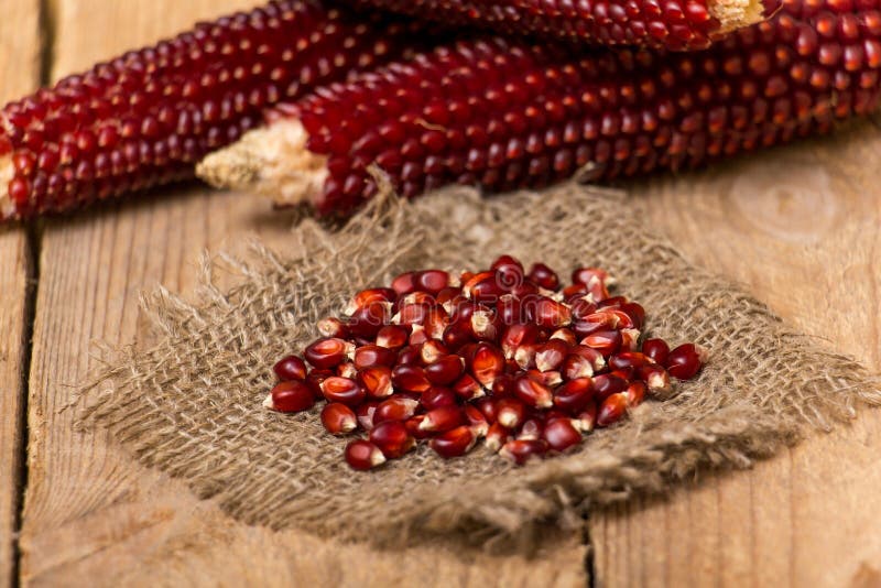 Red corn stock image. Image of healthy, leaf, maize, color - 58978959