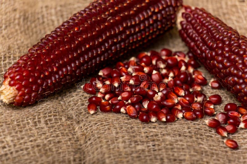 Red corn stock photo. Image of ingredient, healthy, food - 58979338