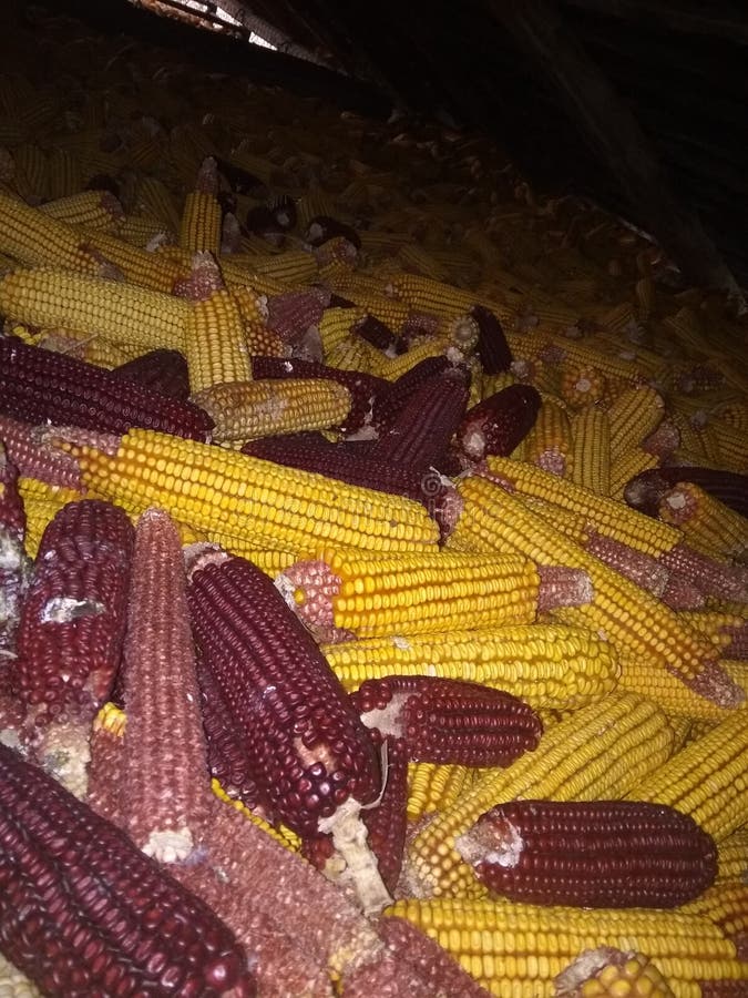Red corn stock photo. Image of agriculture, cereals - 133782838