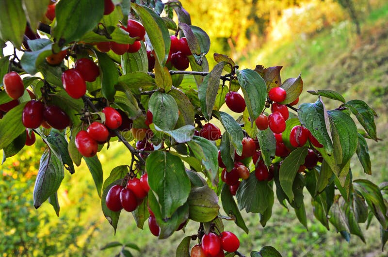 Red Cornel Berries Hang on a Branch Stock Image - Image of leaves ...