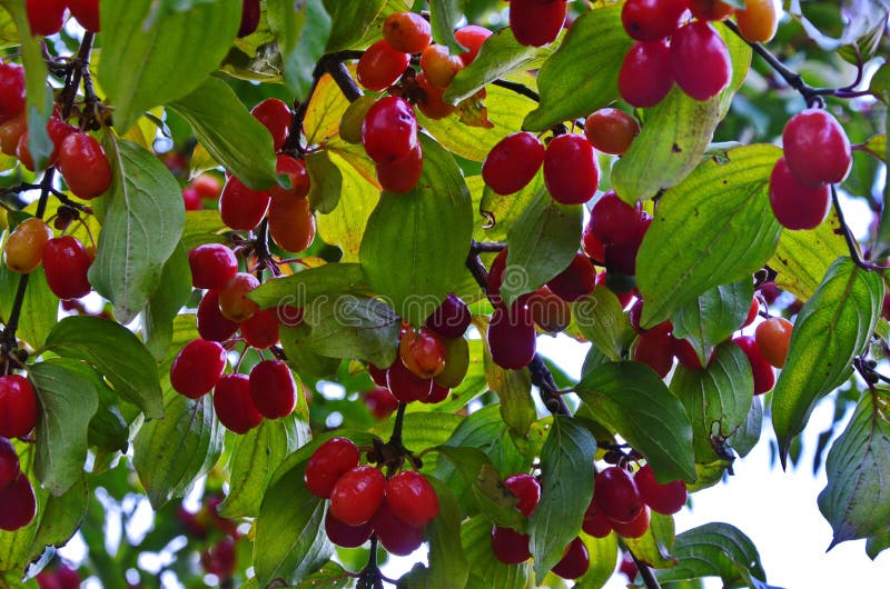 Red Cornel Berries Hang on a Branch Stock Image - Image of juicy, herb ...