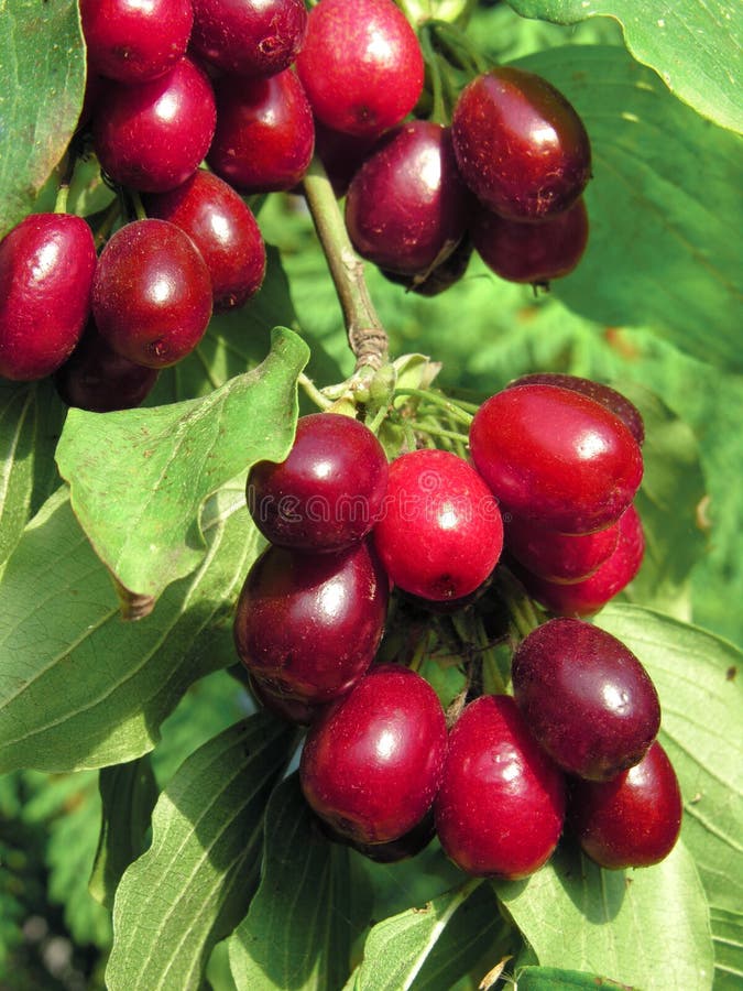 Ripe Red Cornelian Cherries Stock Image - Image of fruits, cornelian ...