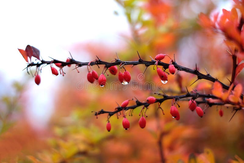 Red Cornus Mas Berry on Tree Branch Stock Image - Image of defocus ...